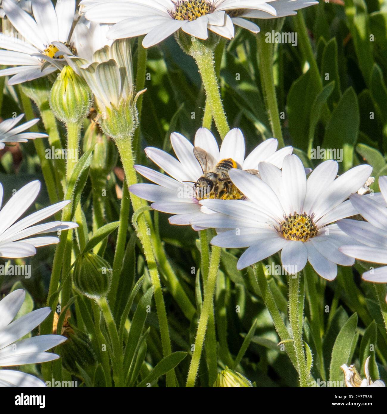Western Leafcutter Bee (Megachile perihirta) Insecta Stock Photo - Alamy