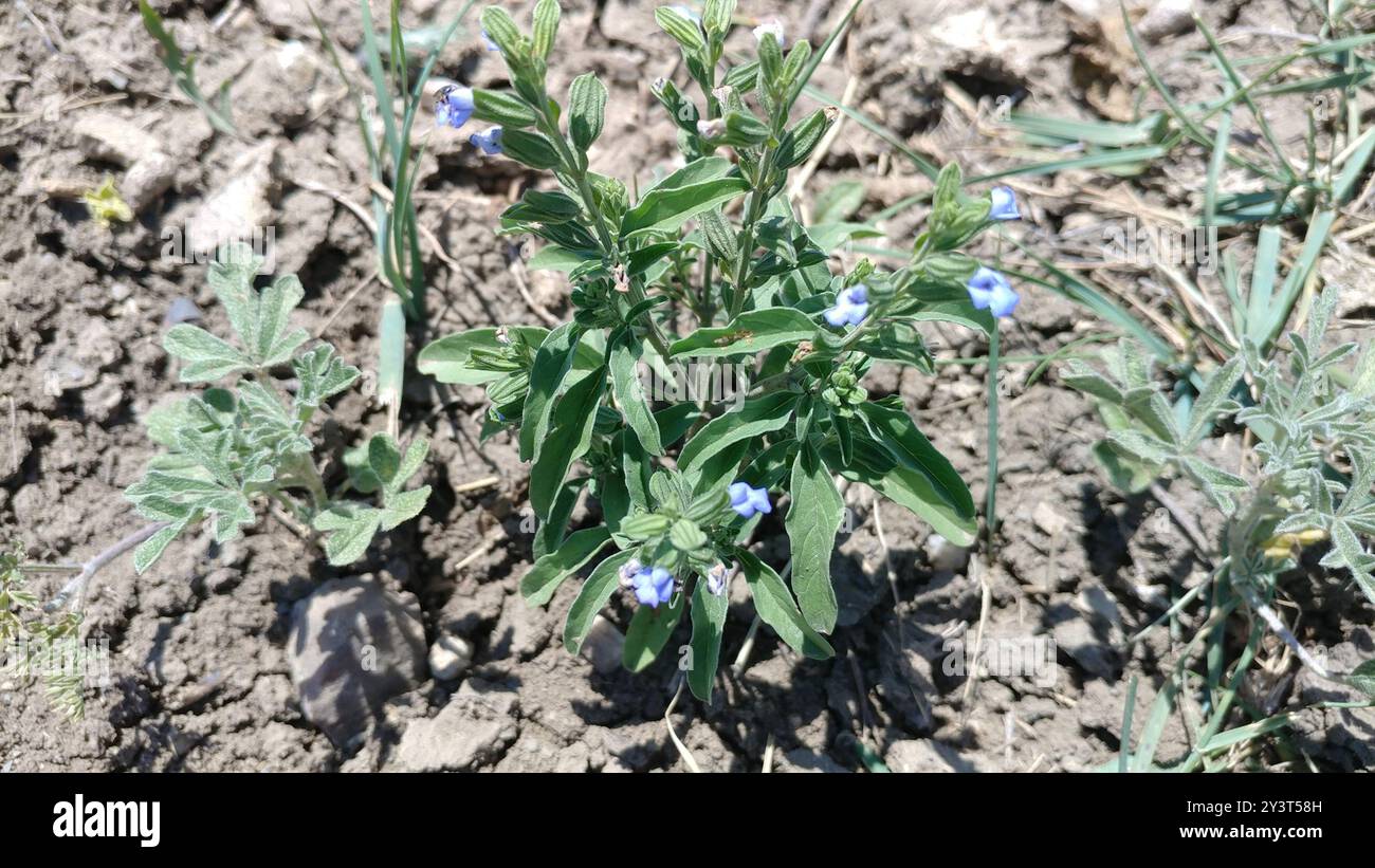 Mintweed (Salvia reflexa) Plantae Stock Photo - Alamy