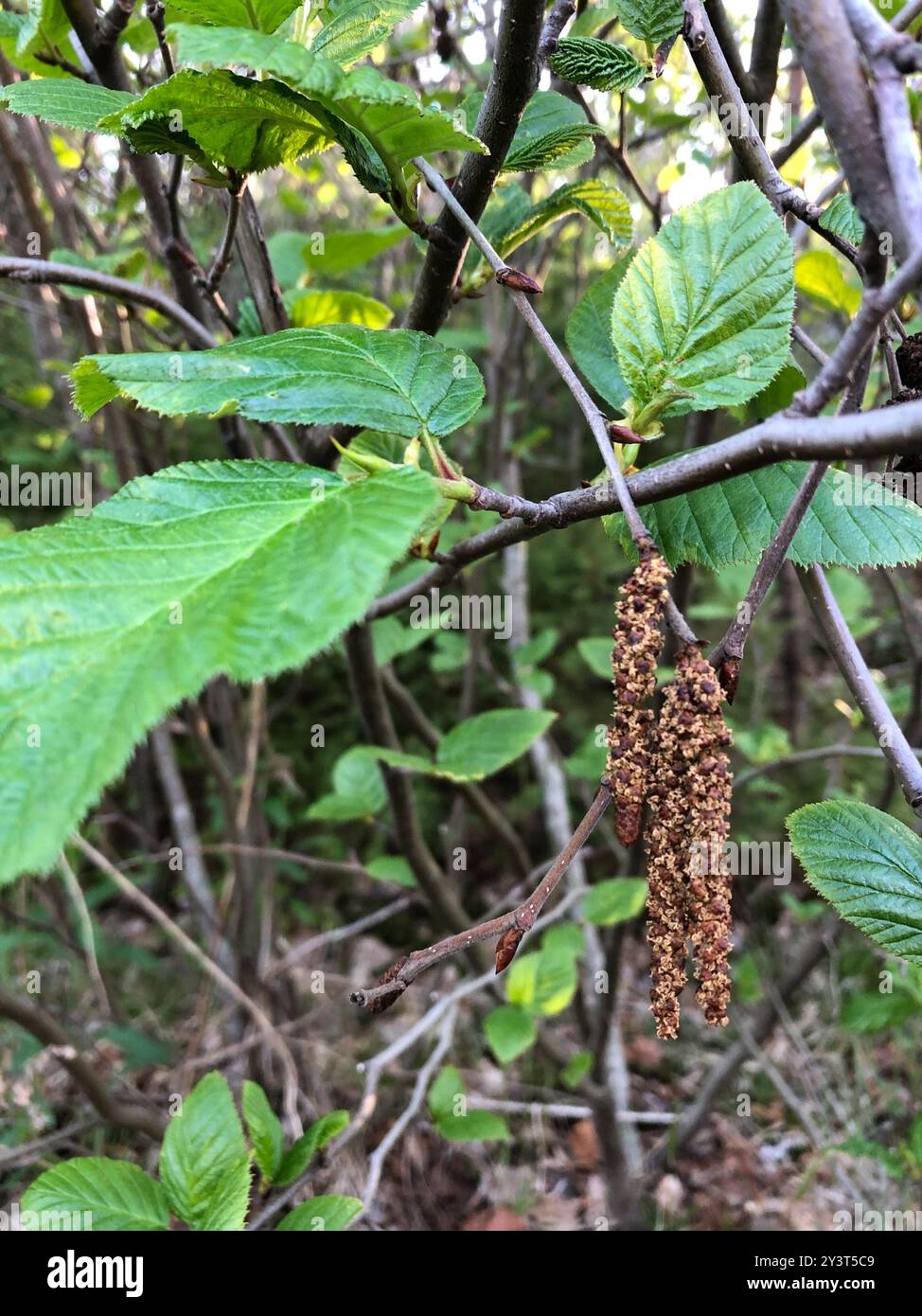 mountain alder (Alnus alnobetula crispa) Plantae Stock Photo - Alamy