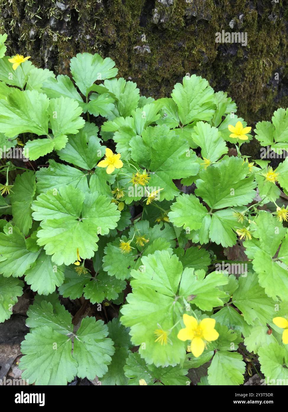 Appalachian barren-strawberry (Waldsteinia fragarioides) Plantae Stock ...