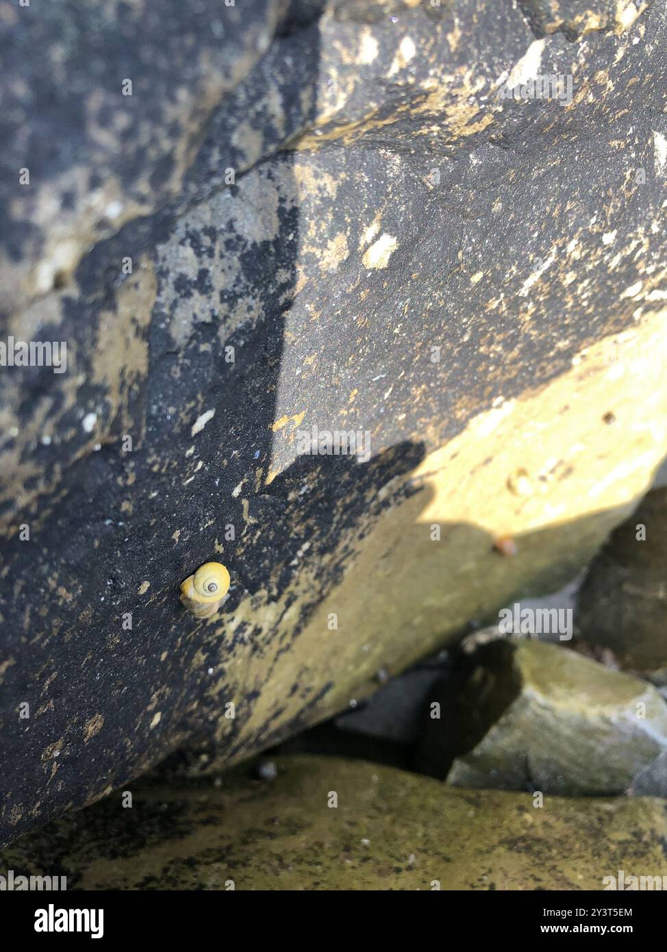 Rough Periwinkle (Littorina saxatilis) Mollusca Stock Photo - Alamy