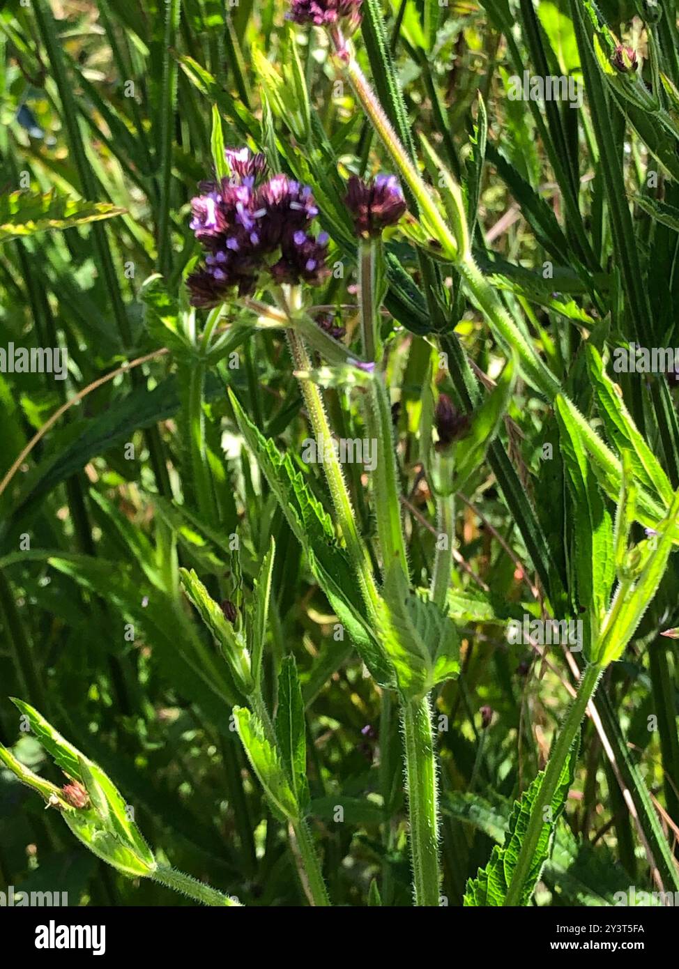 purpletop vervain (Verbena bonariensis) Plantae Stock Photo - Alamy