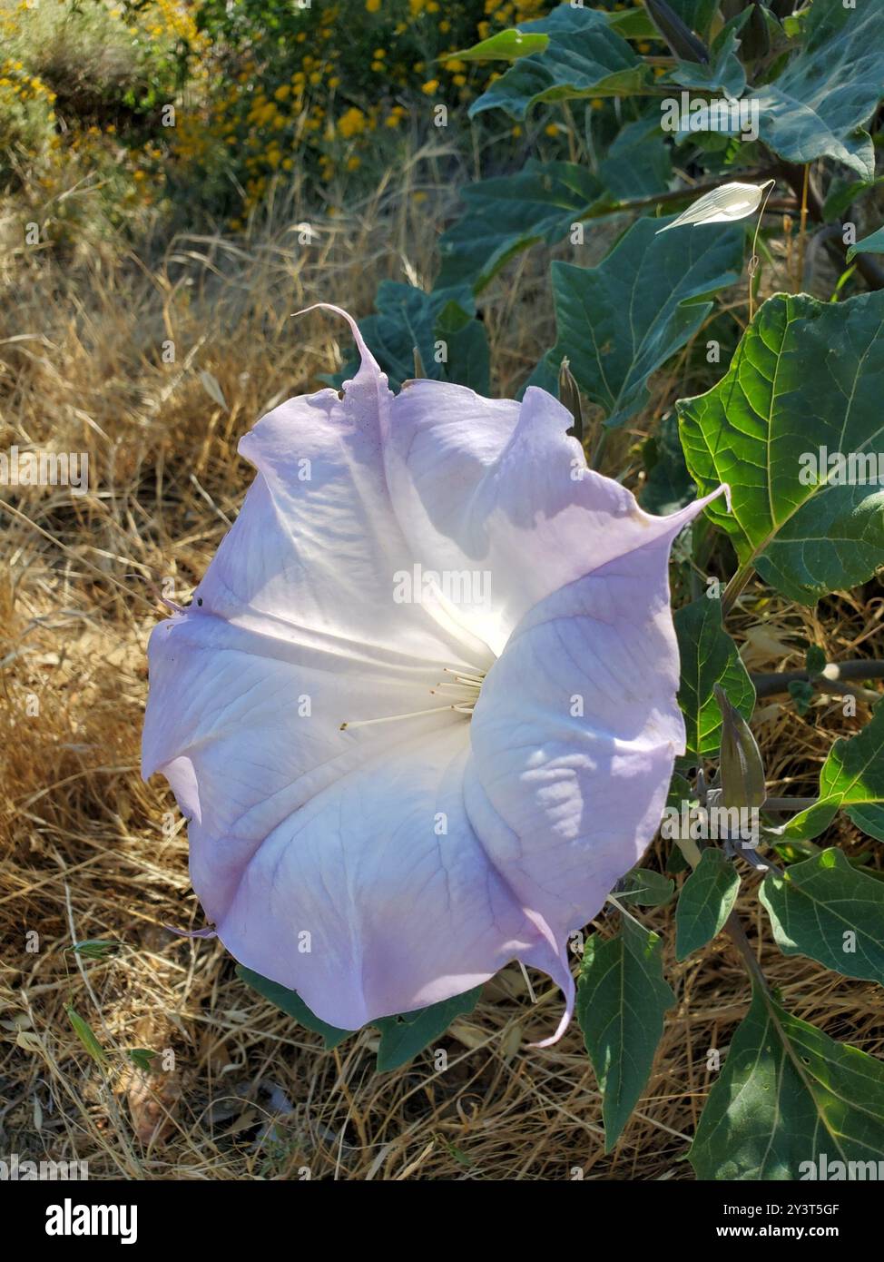 Sacred Datura (Datura wrightii) Plantae Stock Photo - Alamy