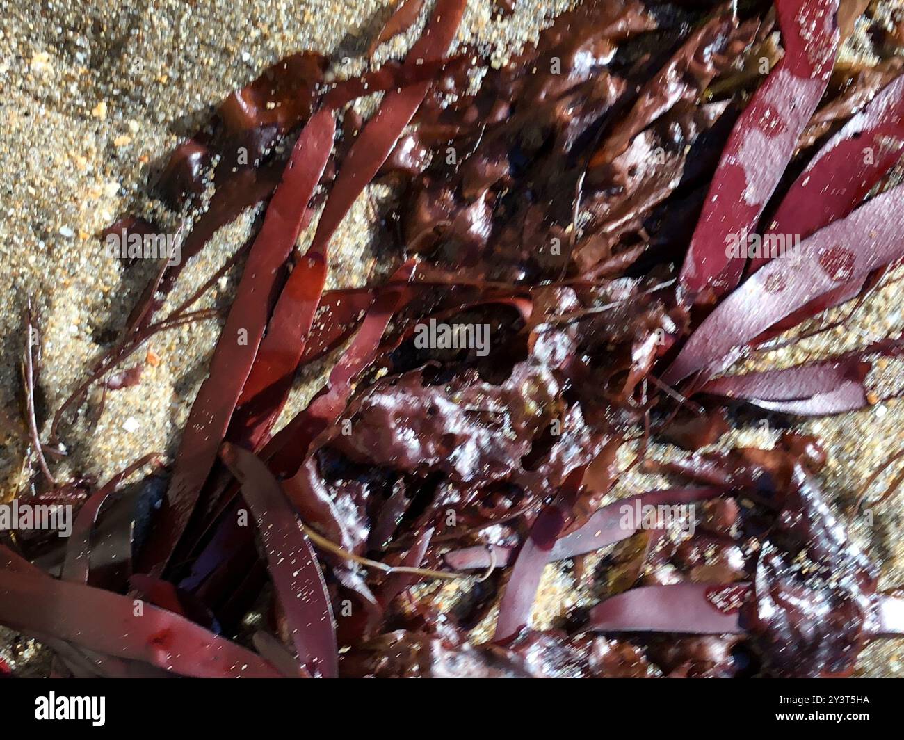 Bleach Weed (Prionitis sternbergii) Plantae Stock Photo - Alamy
