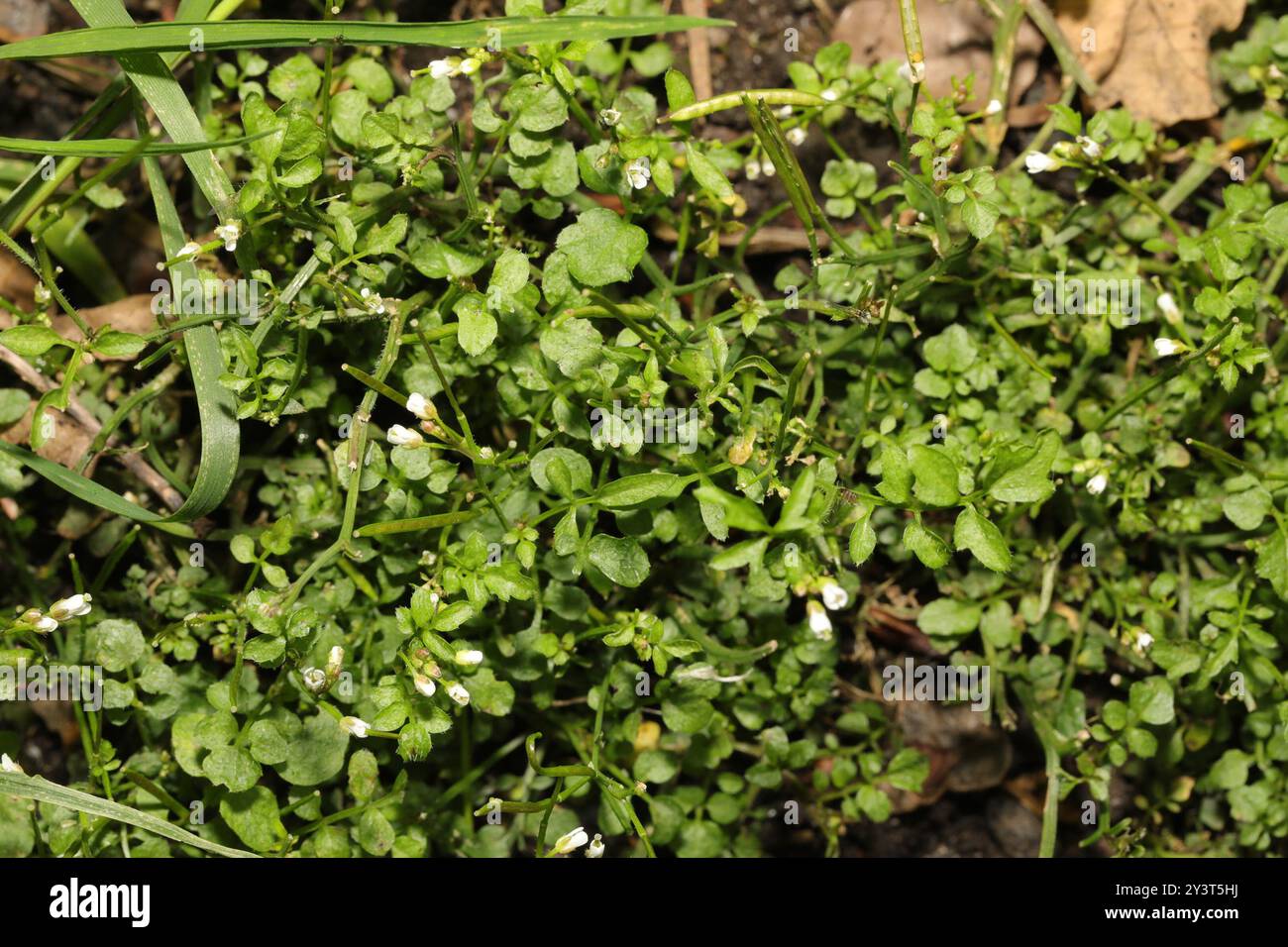 wavy bittercress (Cardamine flexuosa) Plantae Stock Photo - Alamy