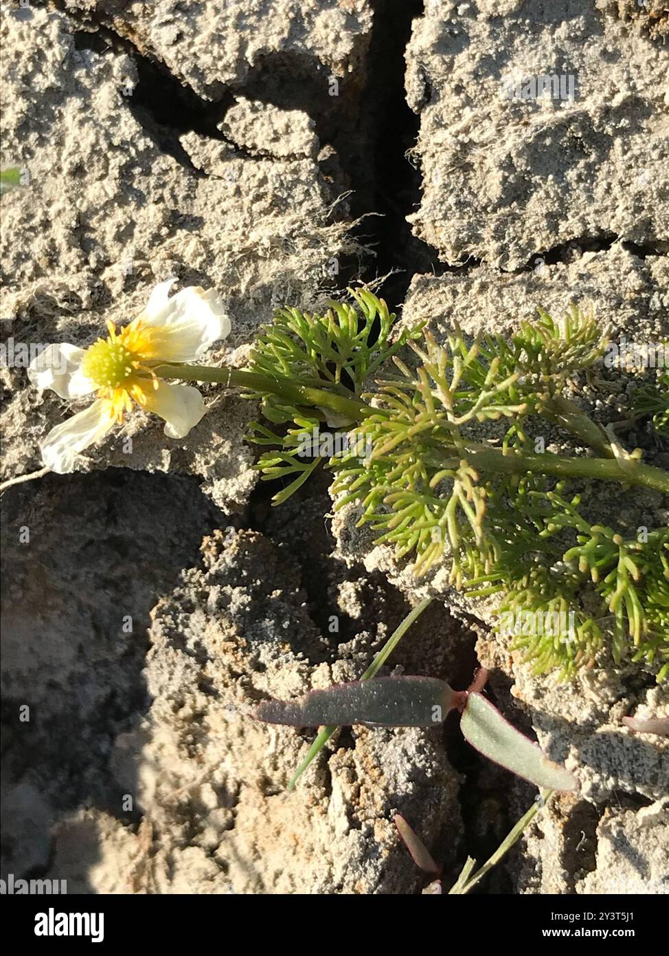 common water-crowfoot (Ranunculus aquatilis) Plantae Stock Photo - Alamy