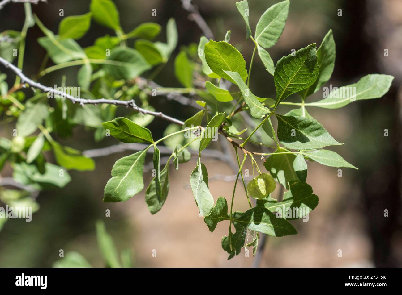 common hoptree (Ptelea trifoliata) Plantae Stock Photo - Alamy