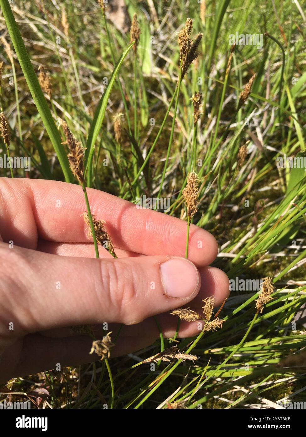 Common Spike-rush (Eleocharis palustris) Plantae Stock Photo - Alamy