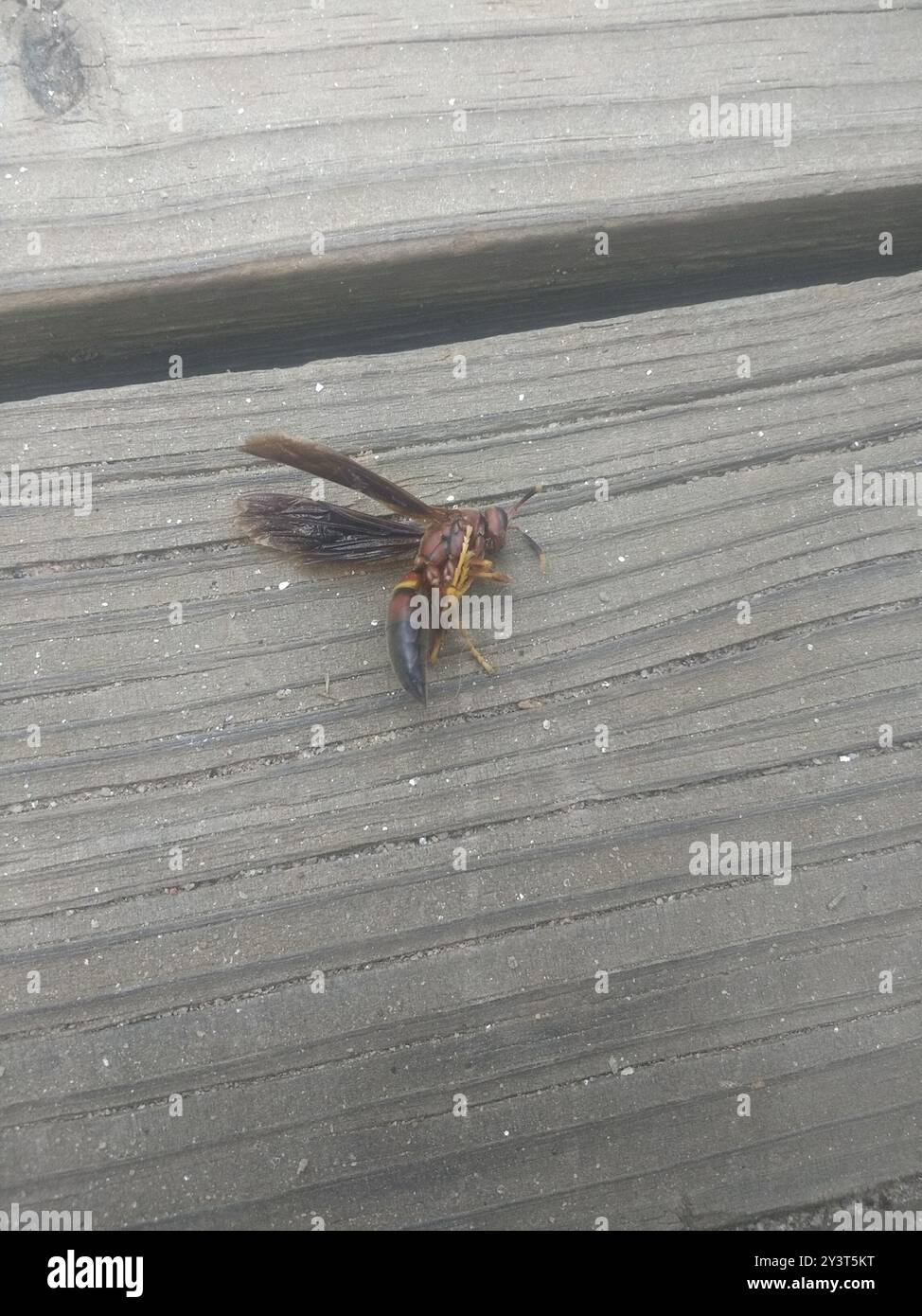 Ringed Paper Wasp (Polistes annularis) Insecta Stock Photo - Alamy