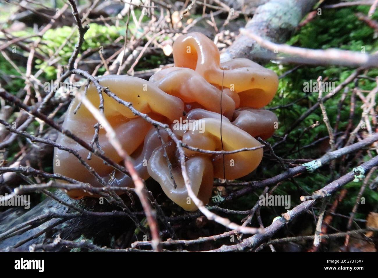 Brown Witch's Butter (Phaeotremella fimbriata) Fungi Stock Photo - Alamy