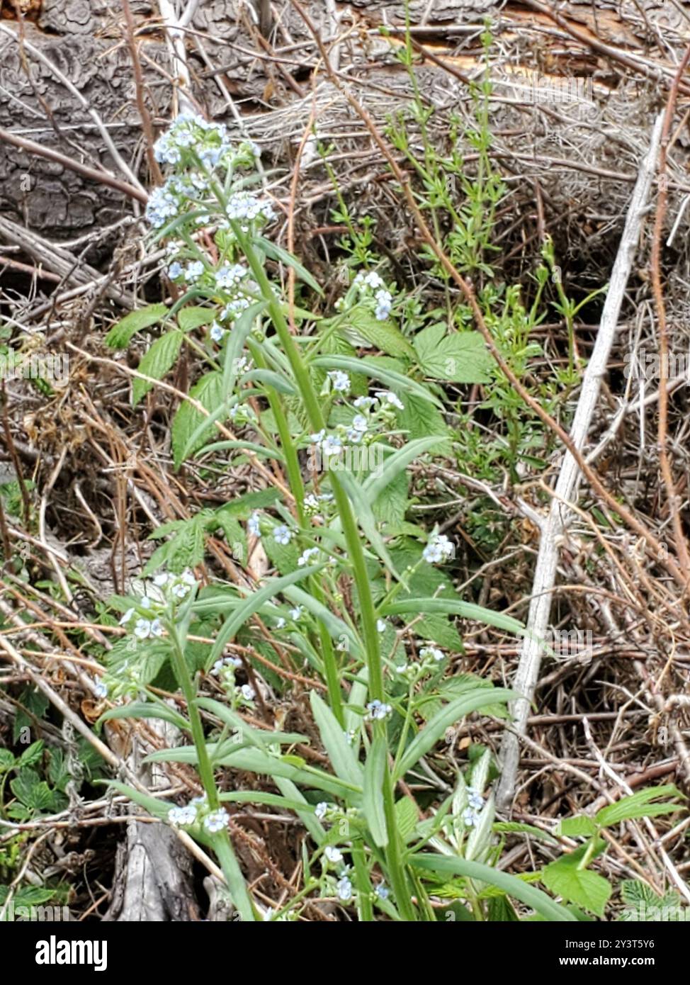 many-flowered stickseed (Hackelia floribunda) Plantae Stock Photo - Alamy