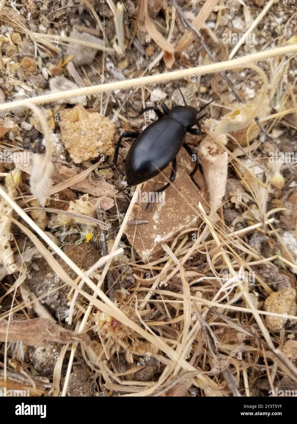 Desert Stink Beetles (Eleodes) Insecta Stock Photo - Alamy