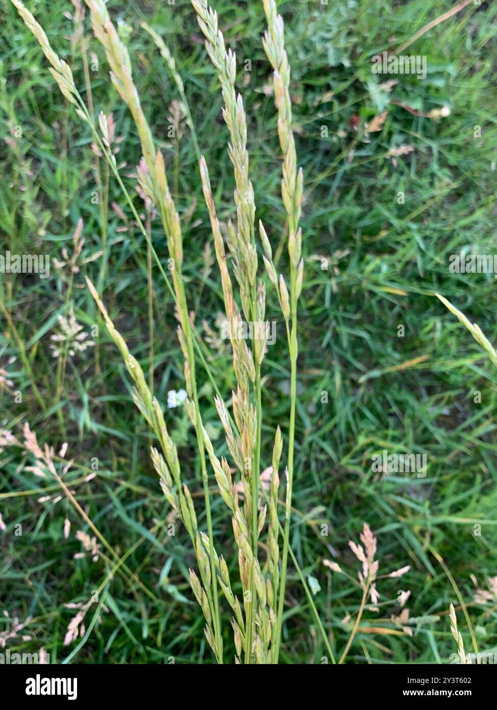 Lolium pratense hi-res stock photography and images - Alamy