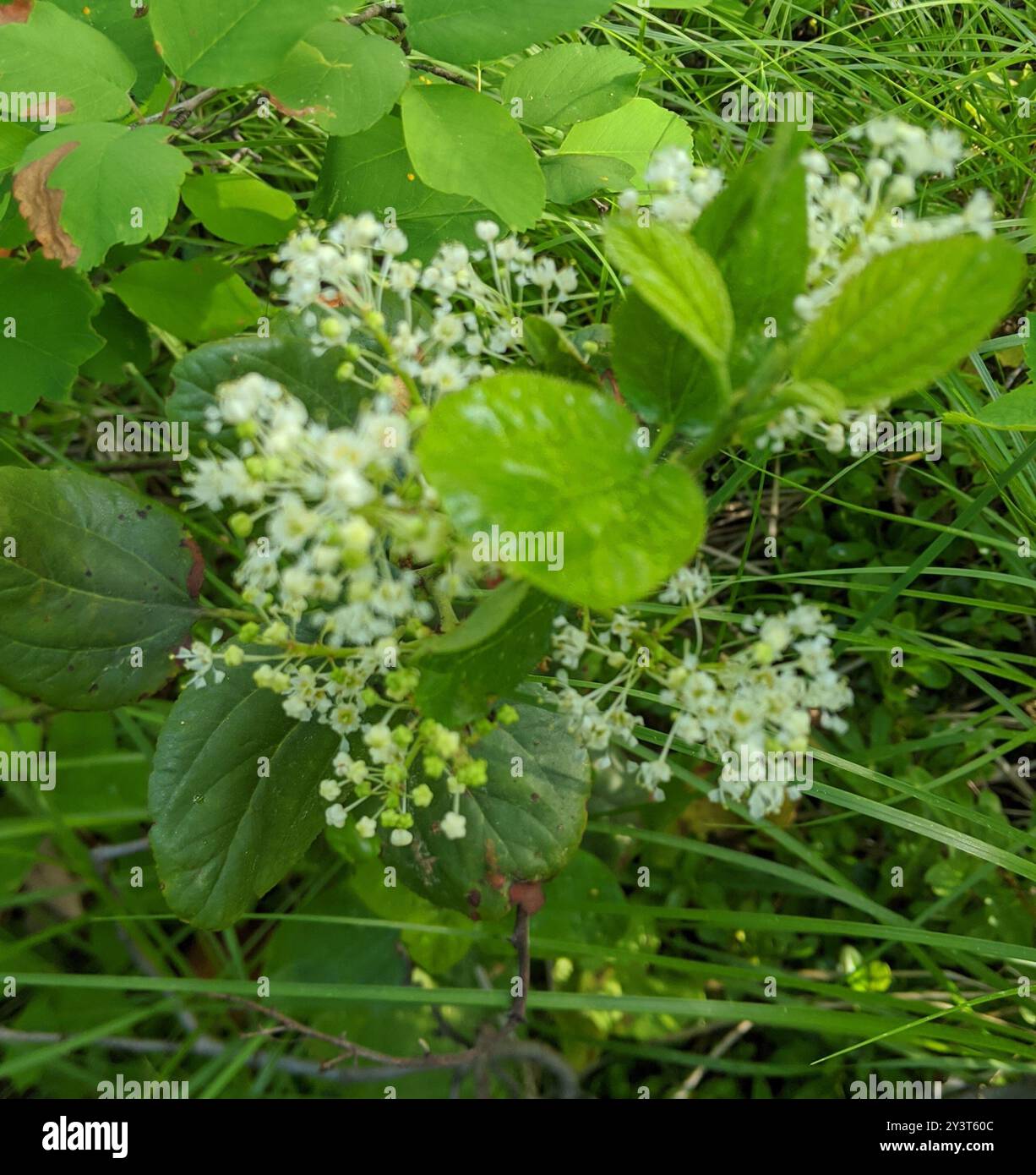 Snowbrush Ceanothus (Ceanothus velutinus) Plantae Stock Photo - Alamy