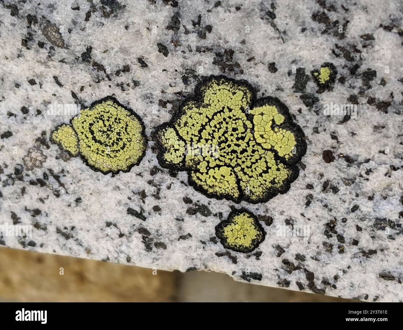 yellow map lichen (Rhizocarpon geographicum) Fungi Stock Photo - Alamy