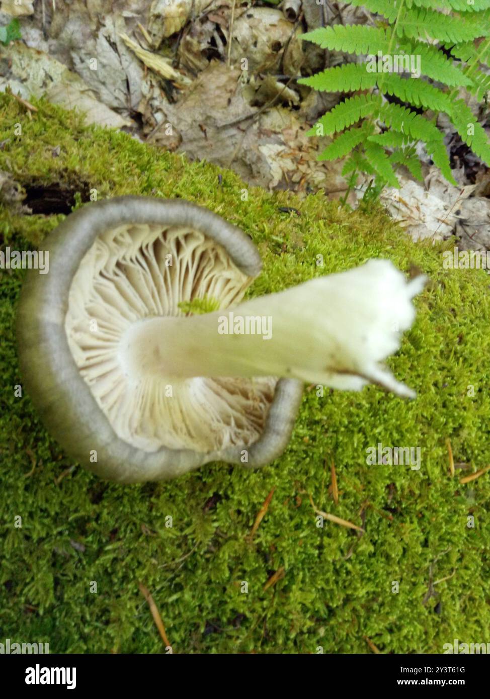 Eastern American Platterful Mushroom (Megacollybia rodmanii) Fungi ...