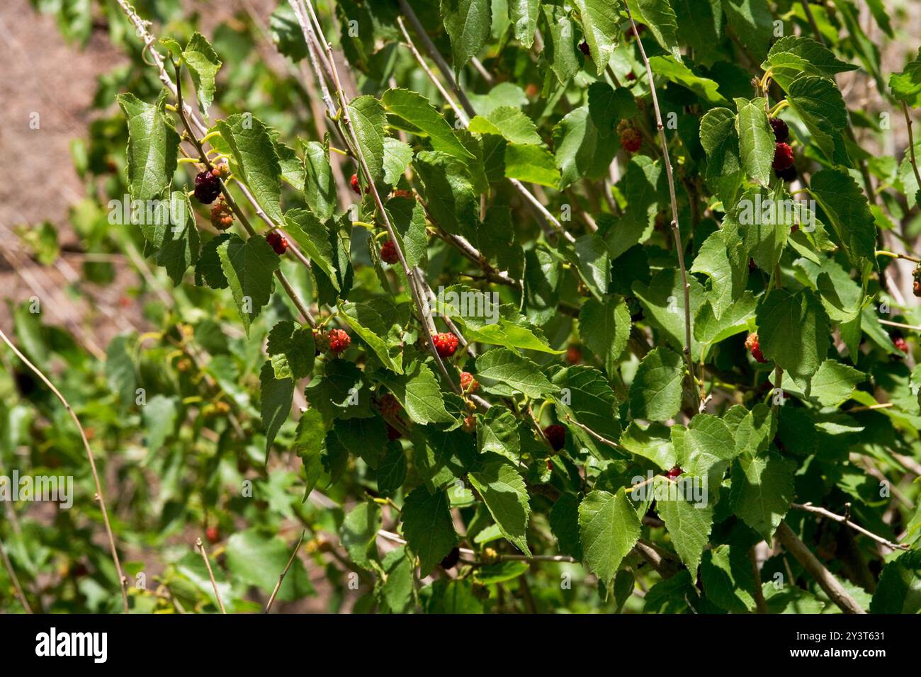 Texas mulberry (Morus microphylla) Plantae Stock Photo - Alamy