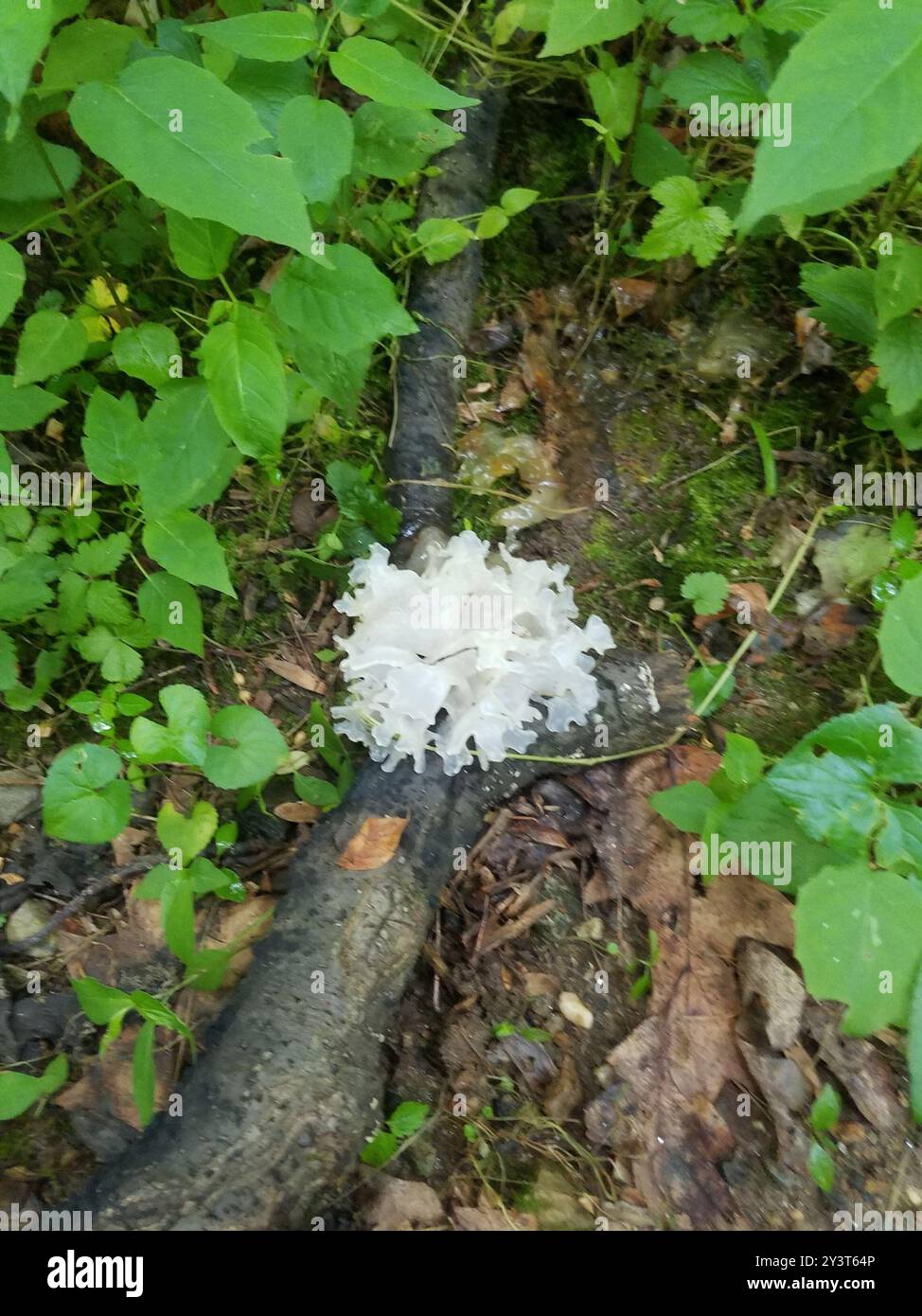 snow fungus (Tremella fuciformis) Fungi Stock Photo - Alamy