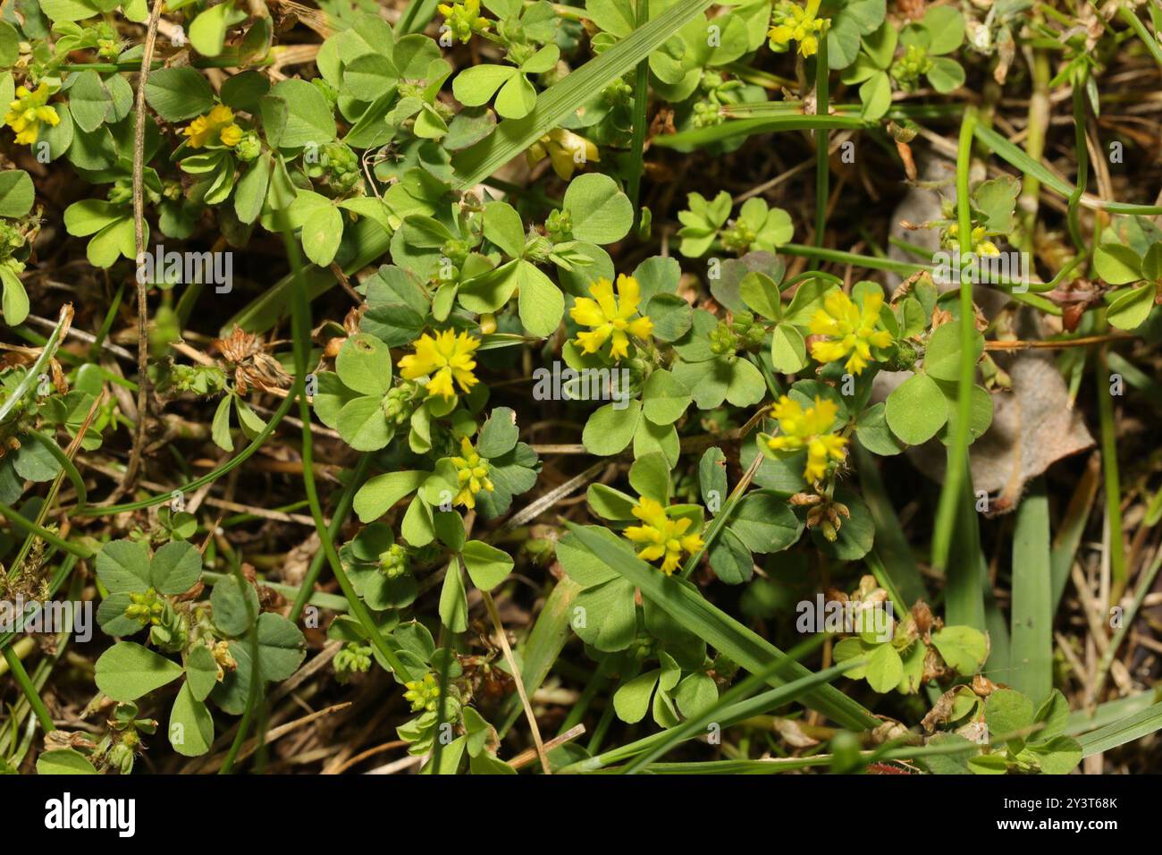 Lesser hop trefoil (Trifolium dubium) Plantae Stock Photo - Alamy