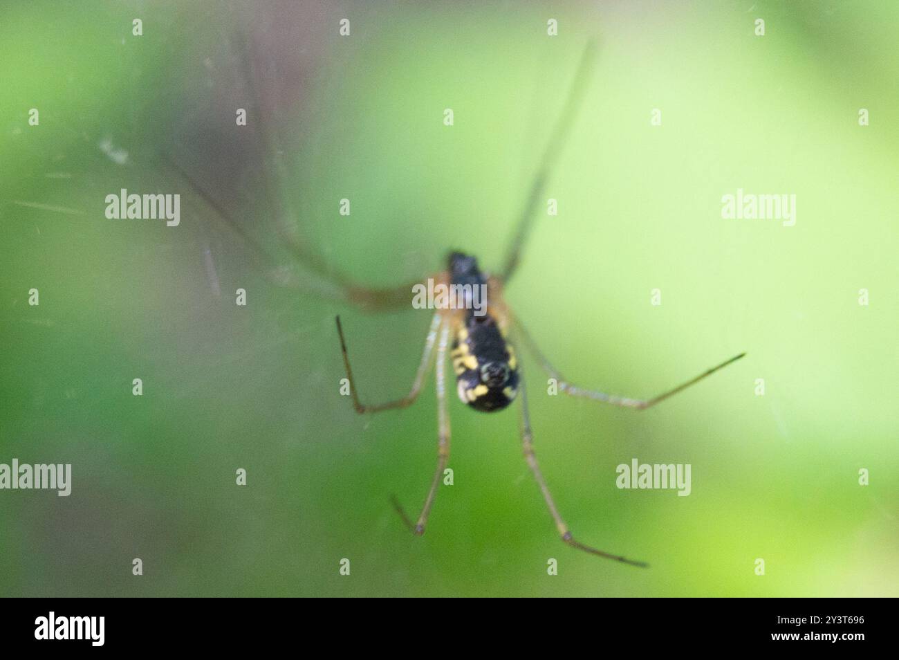 Filmy Dome Spider (Neriene radiata) Arachnida Stock Photo - Alamy
