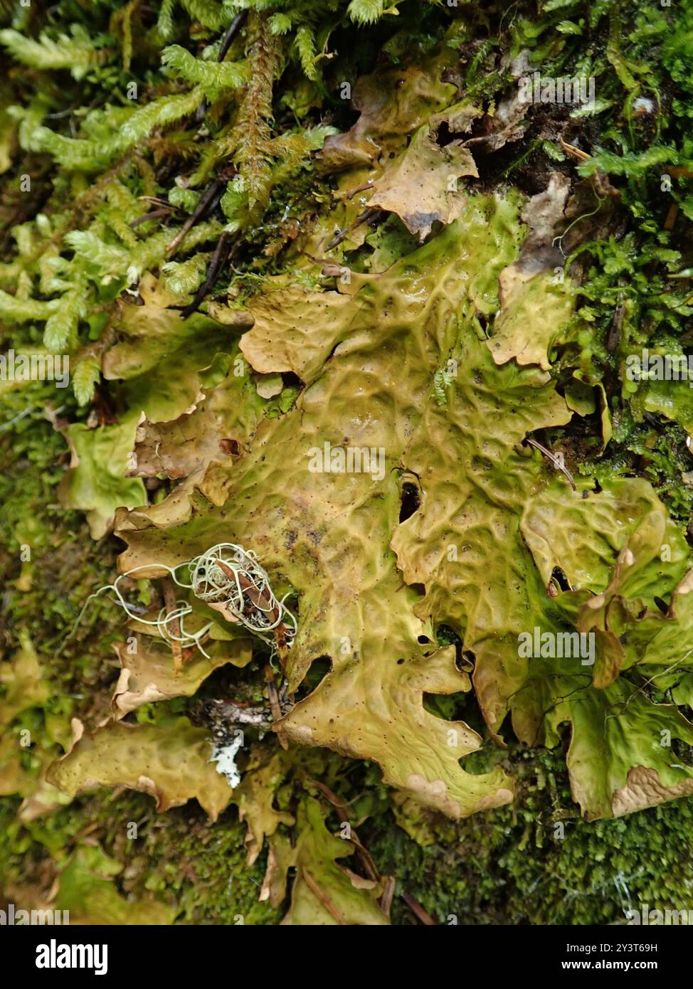 Cabbage Lung Lichen (Lobaria linita) Fungi Stock Photo - Alamy