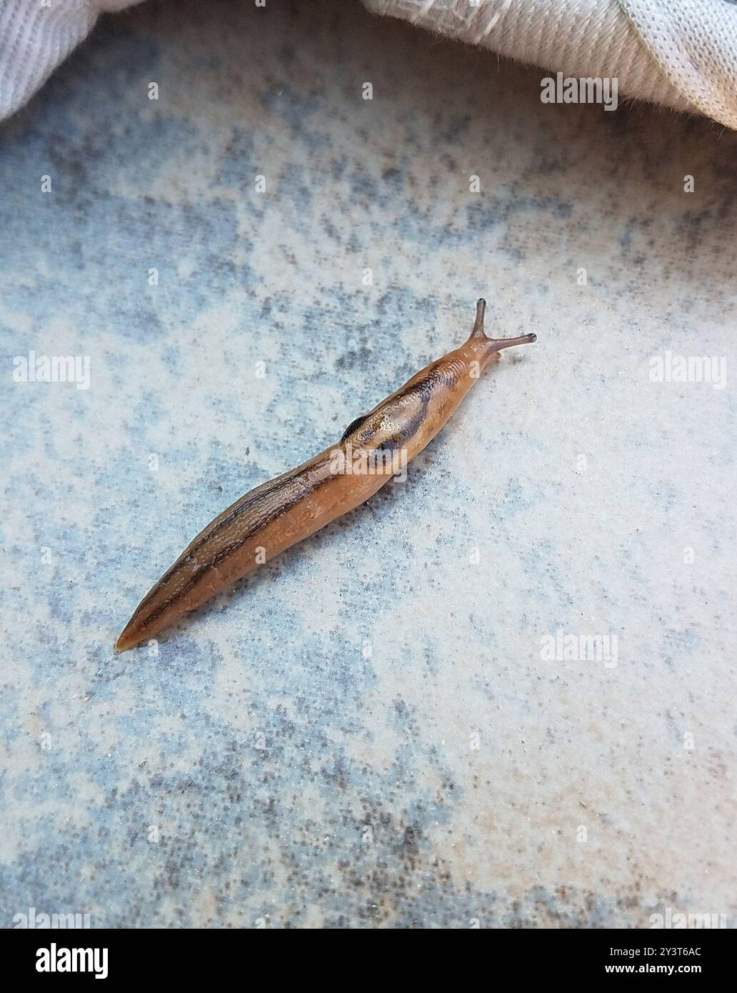 Threeband Slugs (Ambigolimax) Mollusca Stock Photo - Alamy
