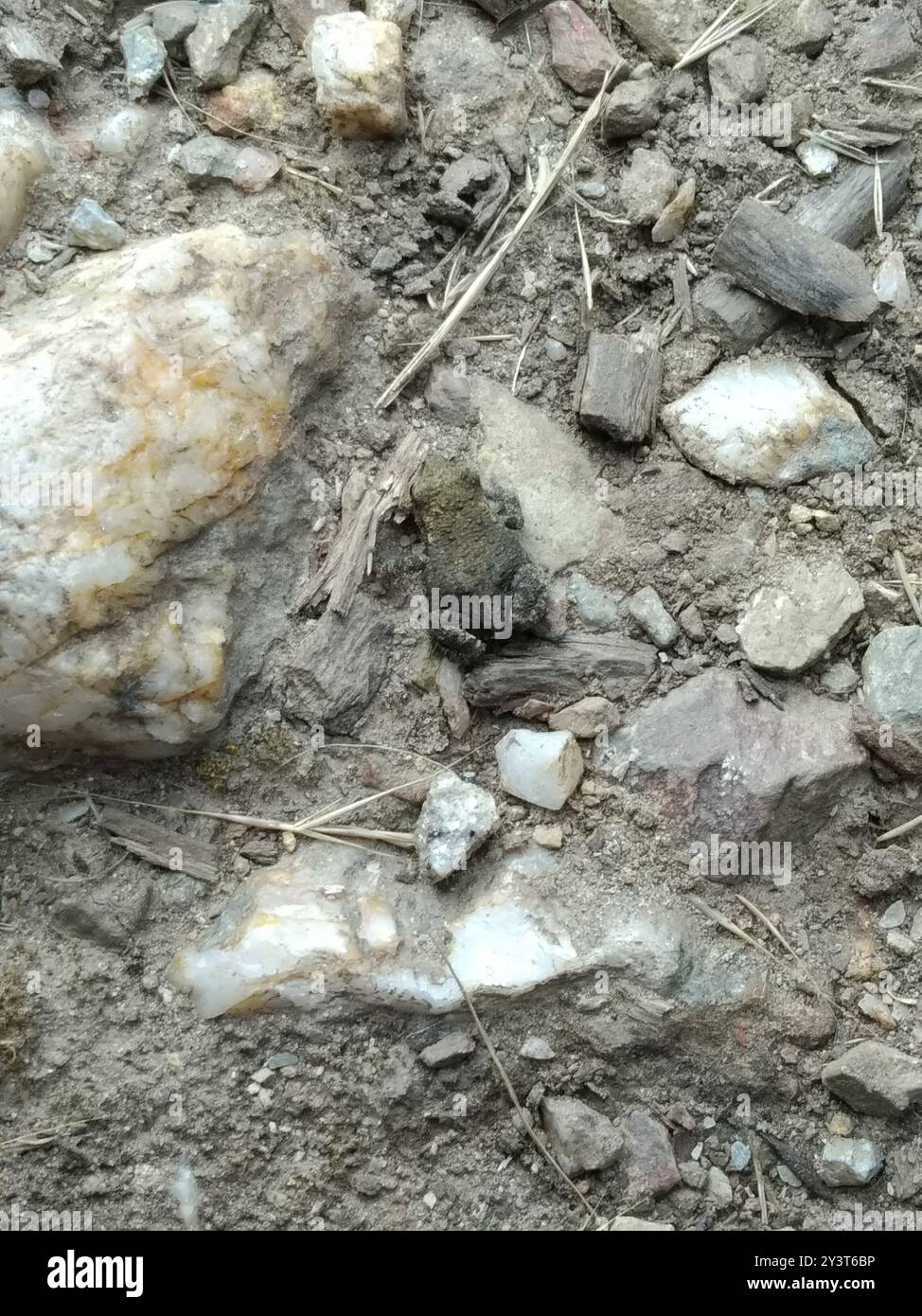 Spiny Toad (Bufo spinosus) Amphibia Stock Photo - Alamy