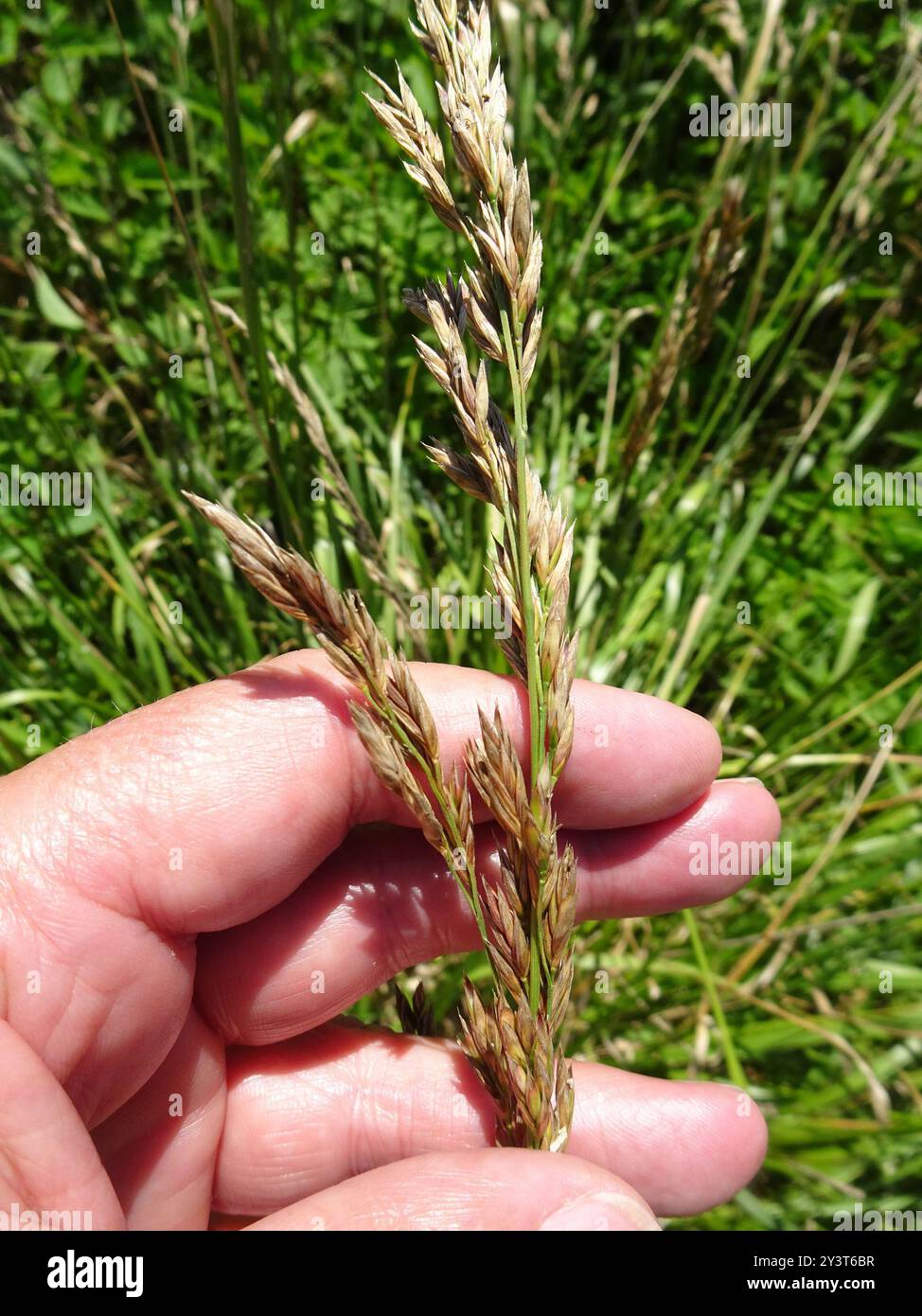 tall fescue (Lolium arundinaceum) Plantae Stock Photo - Alamy
