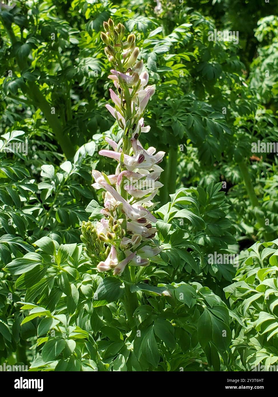 Caseana hi-res stock photography and images - Alamy