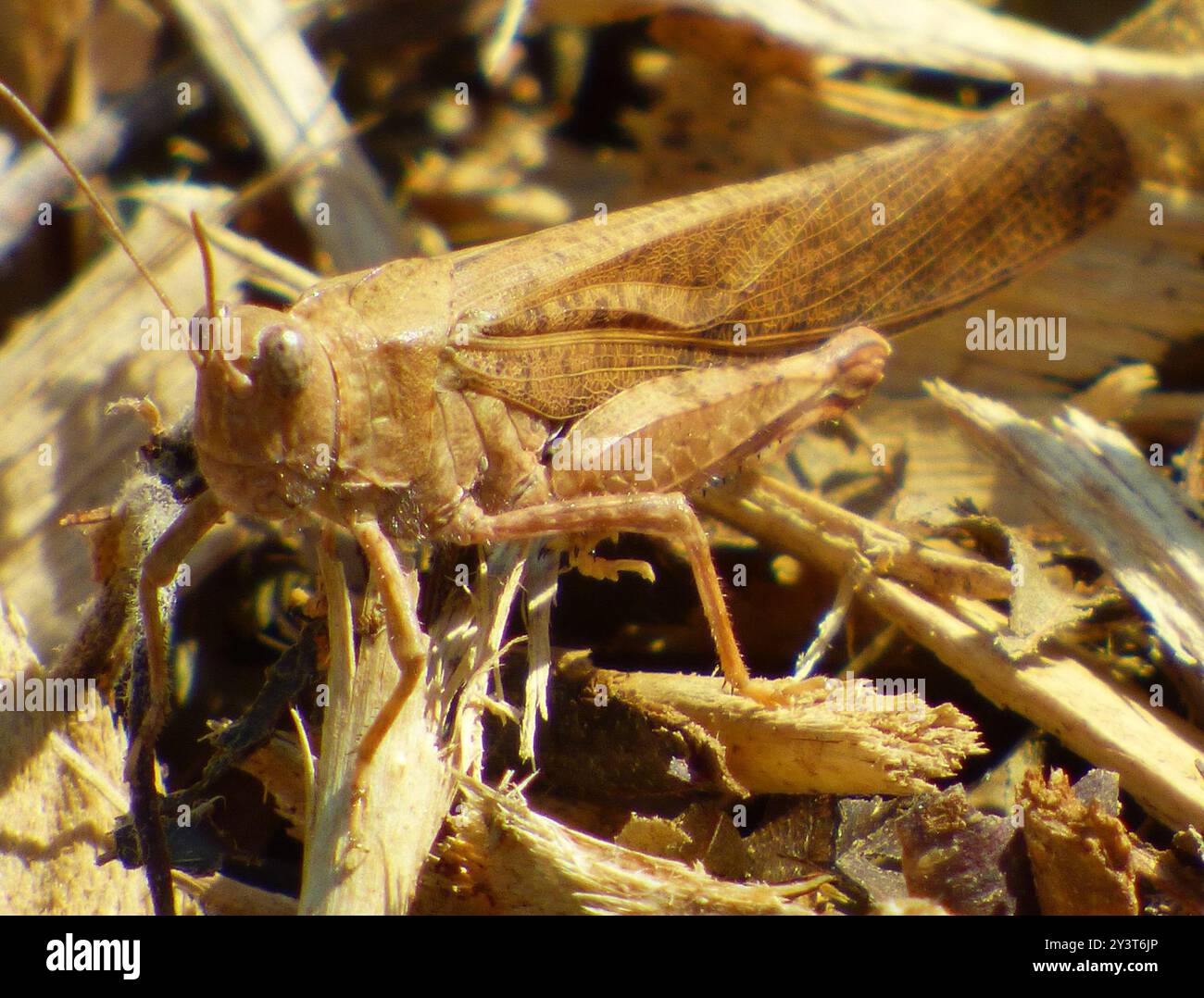 Carolina Grasshopper (Dissosteira carolina) Insecta Stock Photo - Alamy