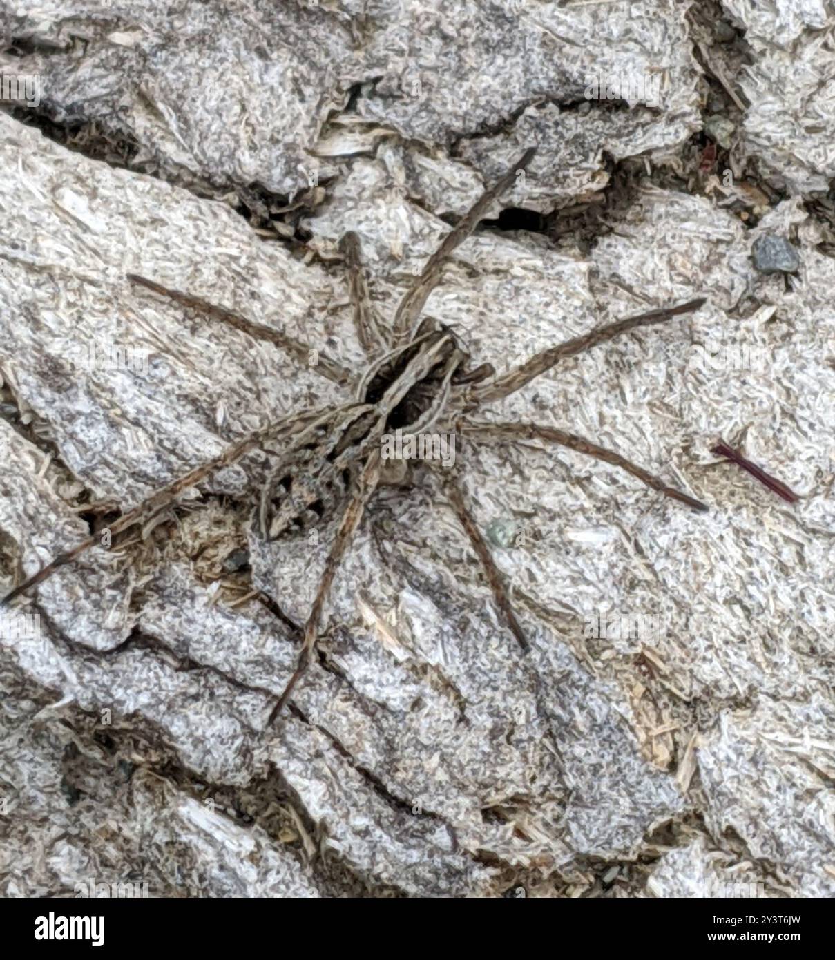 McCook's Split Wolf Spider (Schizocosa mccooki) Arachnida Stock Photo ...