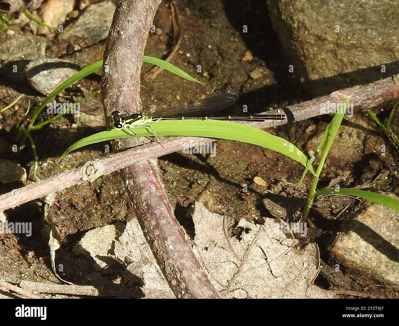Fragile Forktail (Ischnura posita) Insecta Stock Photo - Alamy