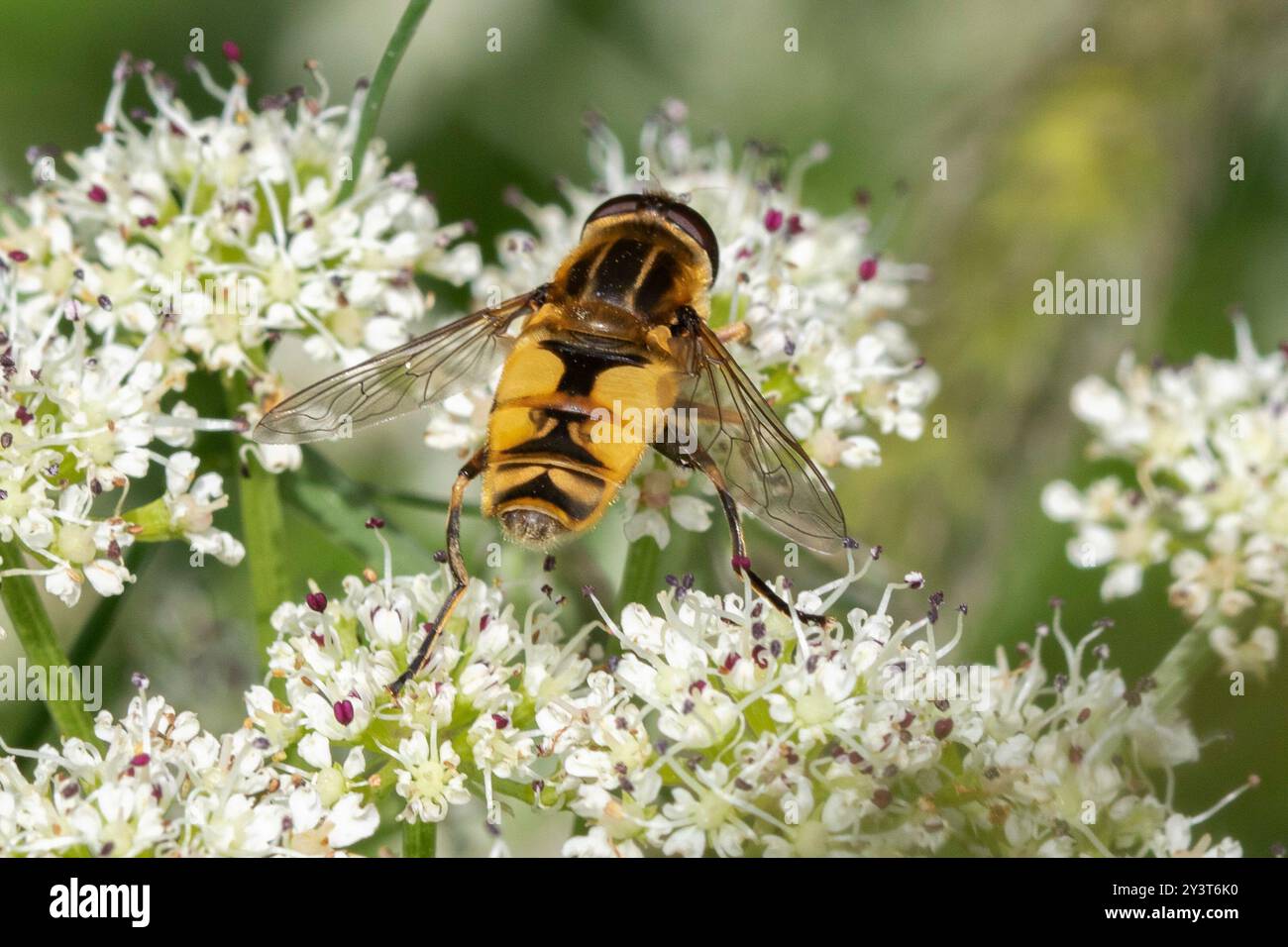 Woolly-tailed Marsh Fly (Helophilus hybridus) Insecta Stock Photo - Alamy