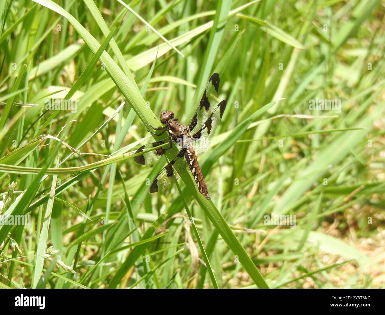 Common Whitetail (Plathemis lydia) Insecta Stock Photo - Alamy