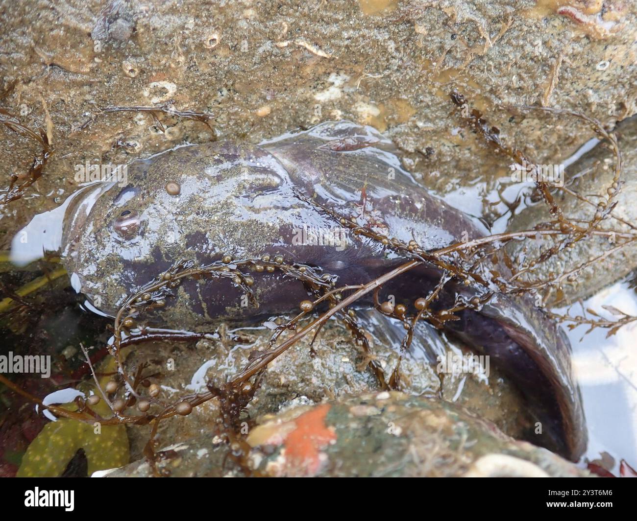 Plainfin Midshipman (Porichthys notatus) Actinopterygii Stock Photo - Alamy