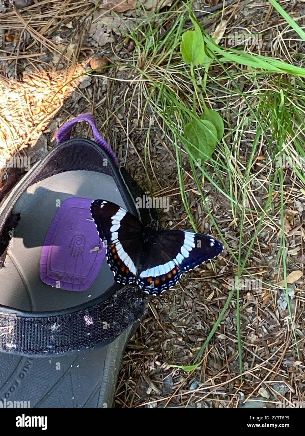 American White Admiral (Limenitis arthemis arthemis) Insecta Stock ...