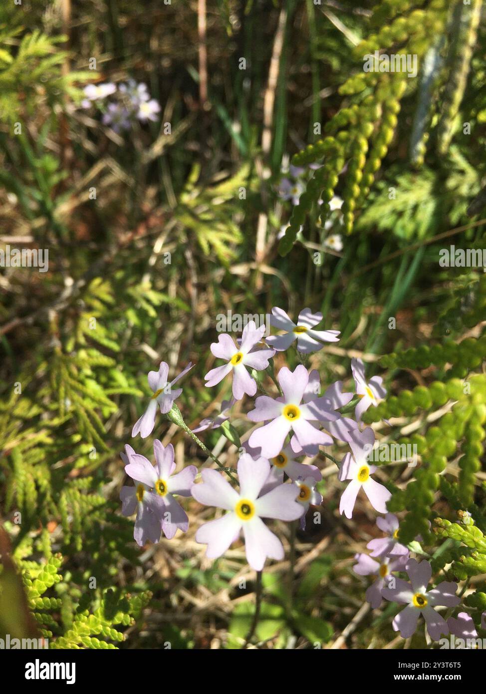 Mistassini Primrose (Primula mistassinica) Plantae Stock Photo - Alamy
