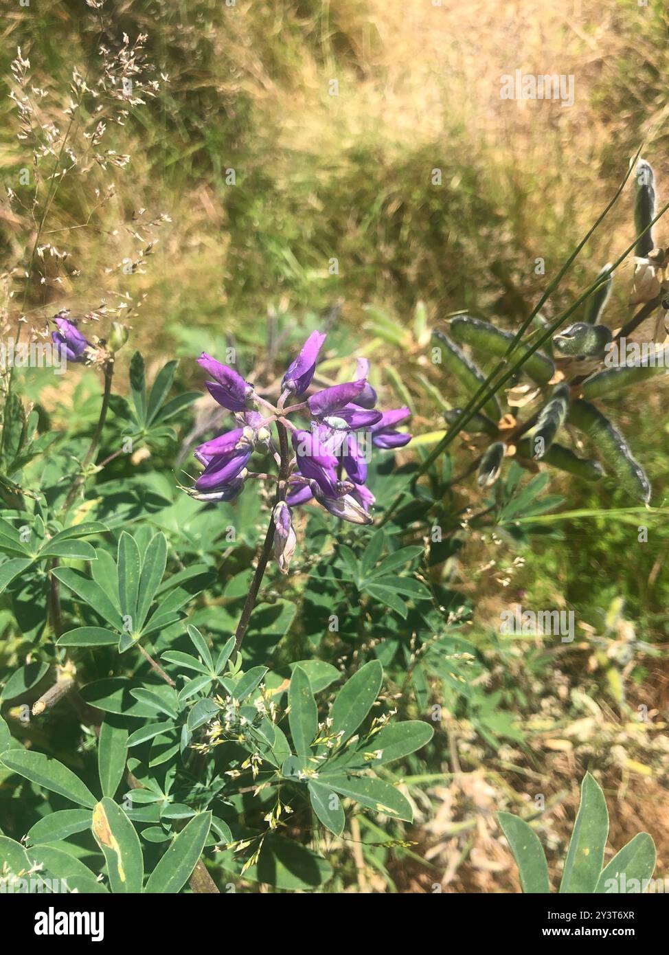 Broadleaf Lupine (Lupinus latifolius) Plantae Stock Photo - Alamy