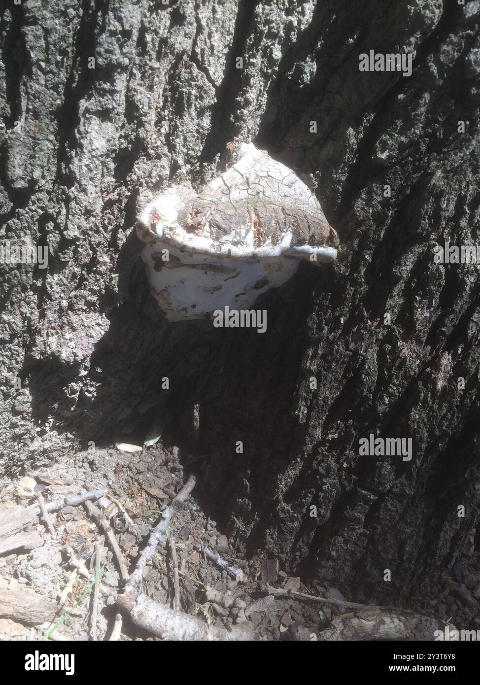 (Ganoderma megaloma) Fungi Stock Photo - Alamy