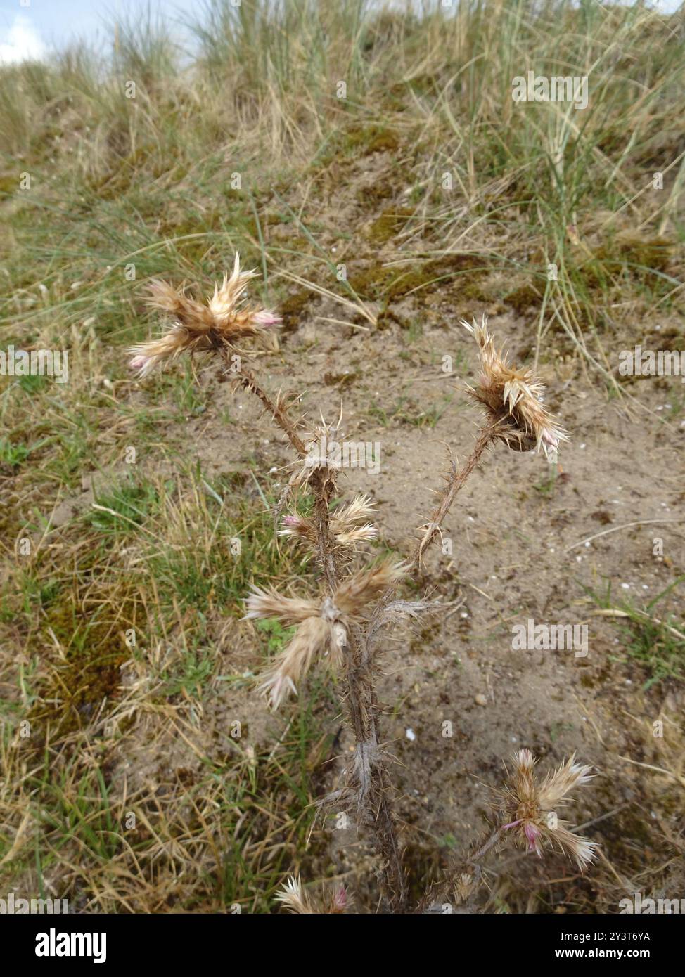 Slender Thistle (Carduus tenuiflorus) Plantae Stock Photo - Alamy