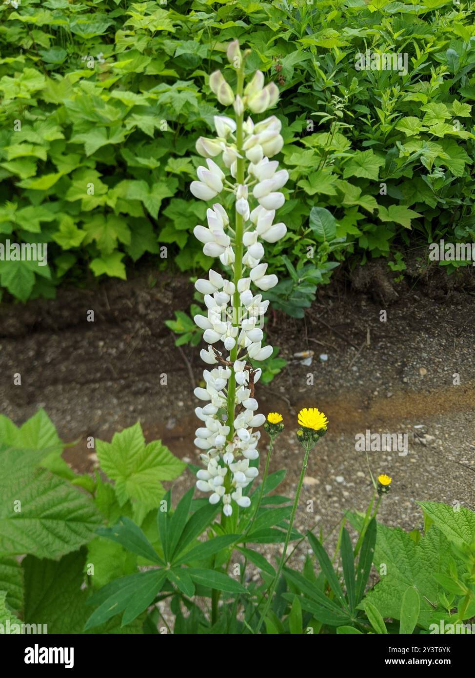 Broadleaf Lupine (Lupinus latifolius) Plantae Stock Photo - Alamy