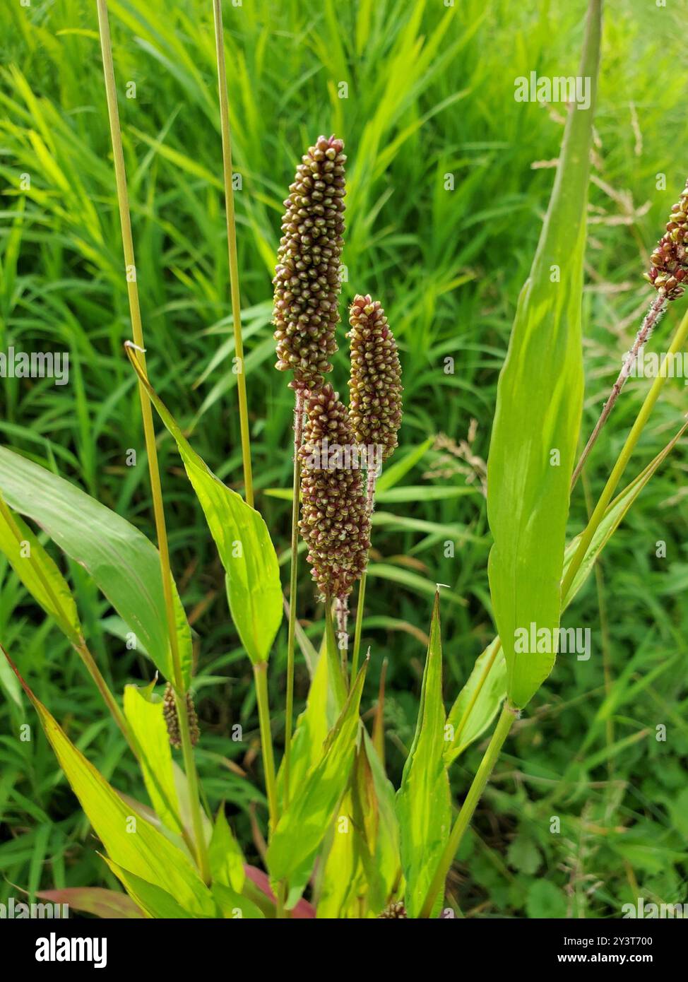 monocots (Liliopsida) Plantae Stock Photo - Alamy