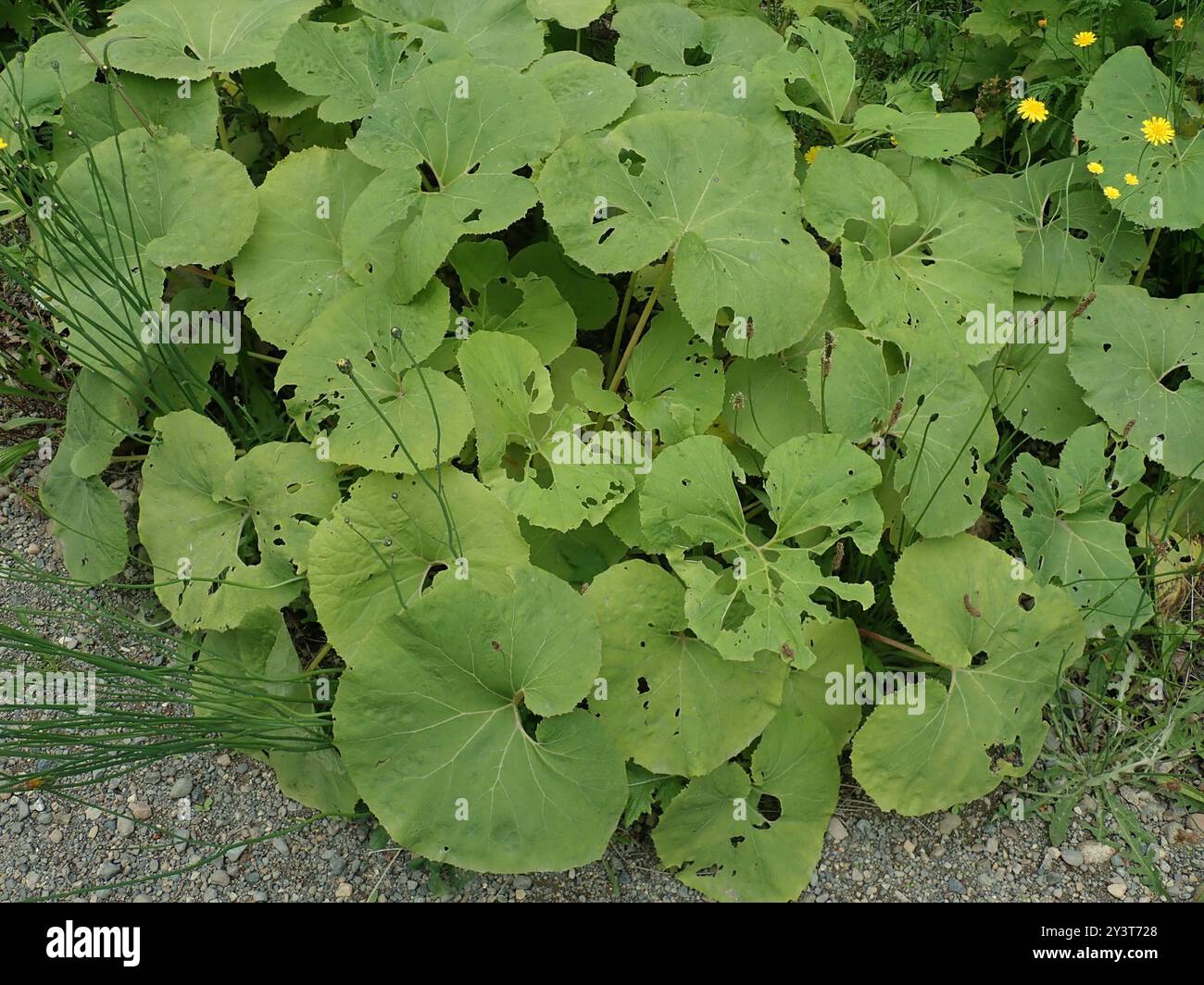 Giant Butterbur (Petasites japonicus) Plantae Stock Photo - Alamy