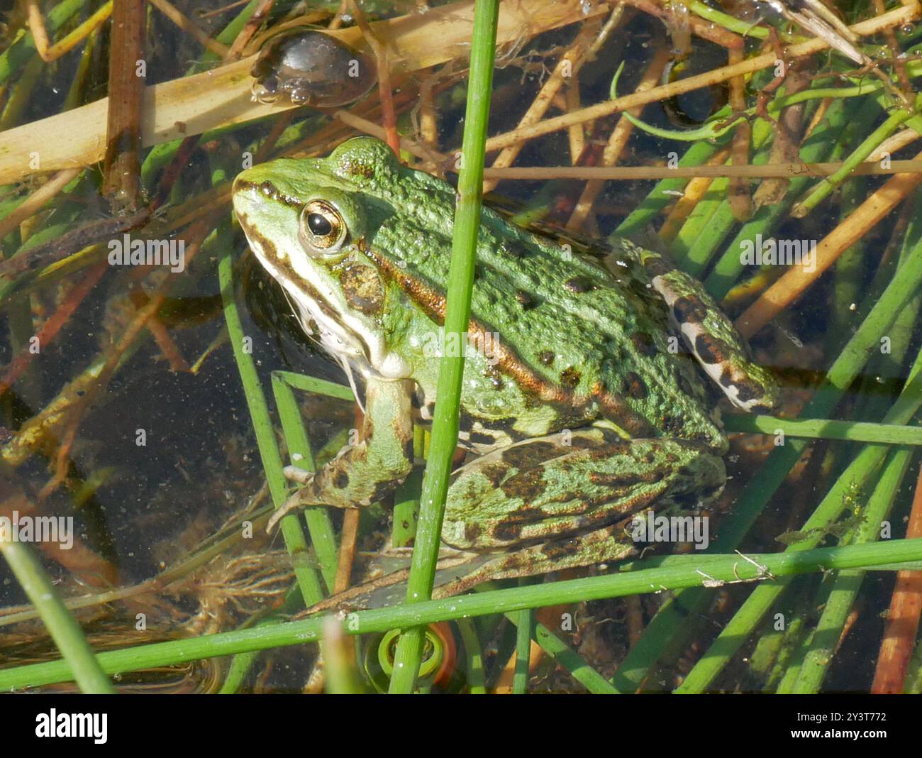 Water Frogs (Pelophylax) Amphibia Stock Photo - Alamy