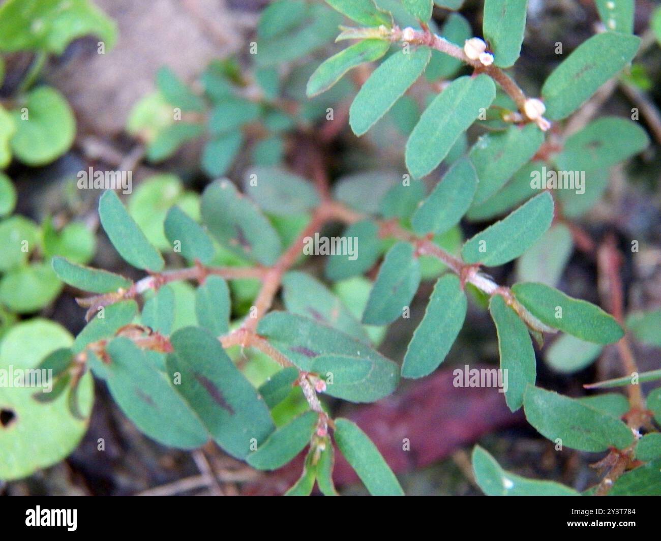 Spotted spurge (Euphorbia maculata) Plantae Stock Photo - Alamy