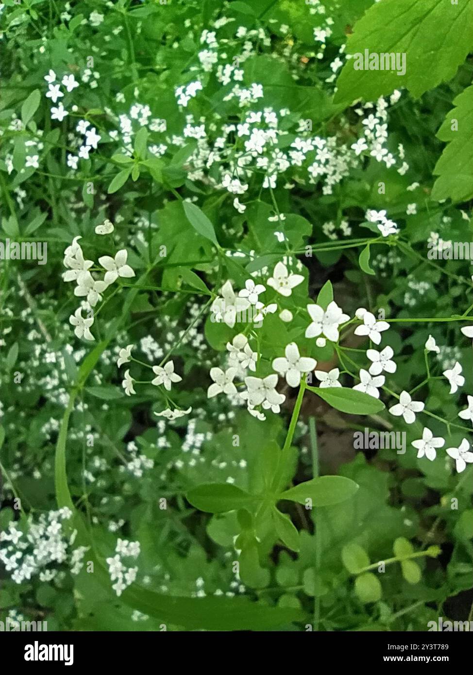 Common Marsh-bedstraw (Galium palustre) Plantae Stock Photo - Alamy