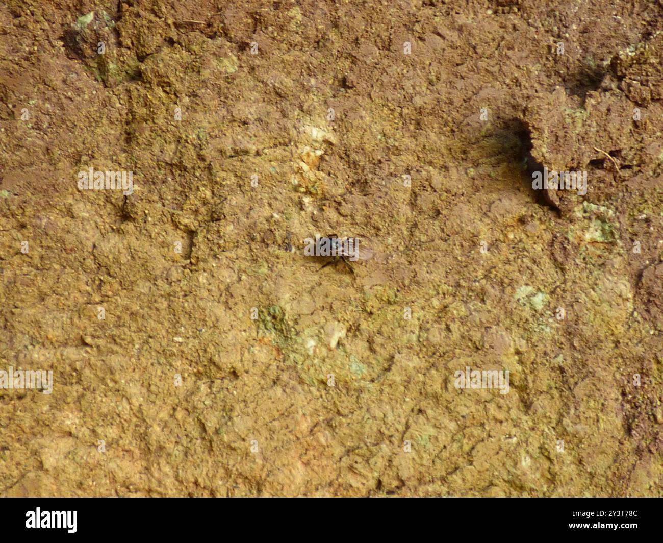 Stingless Bees (Meliponini) Insecta Stock Photo - Alamy