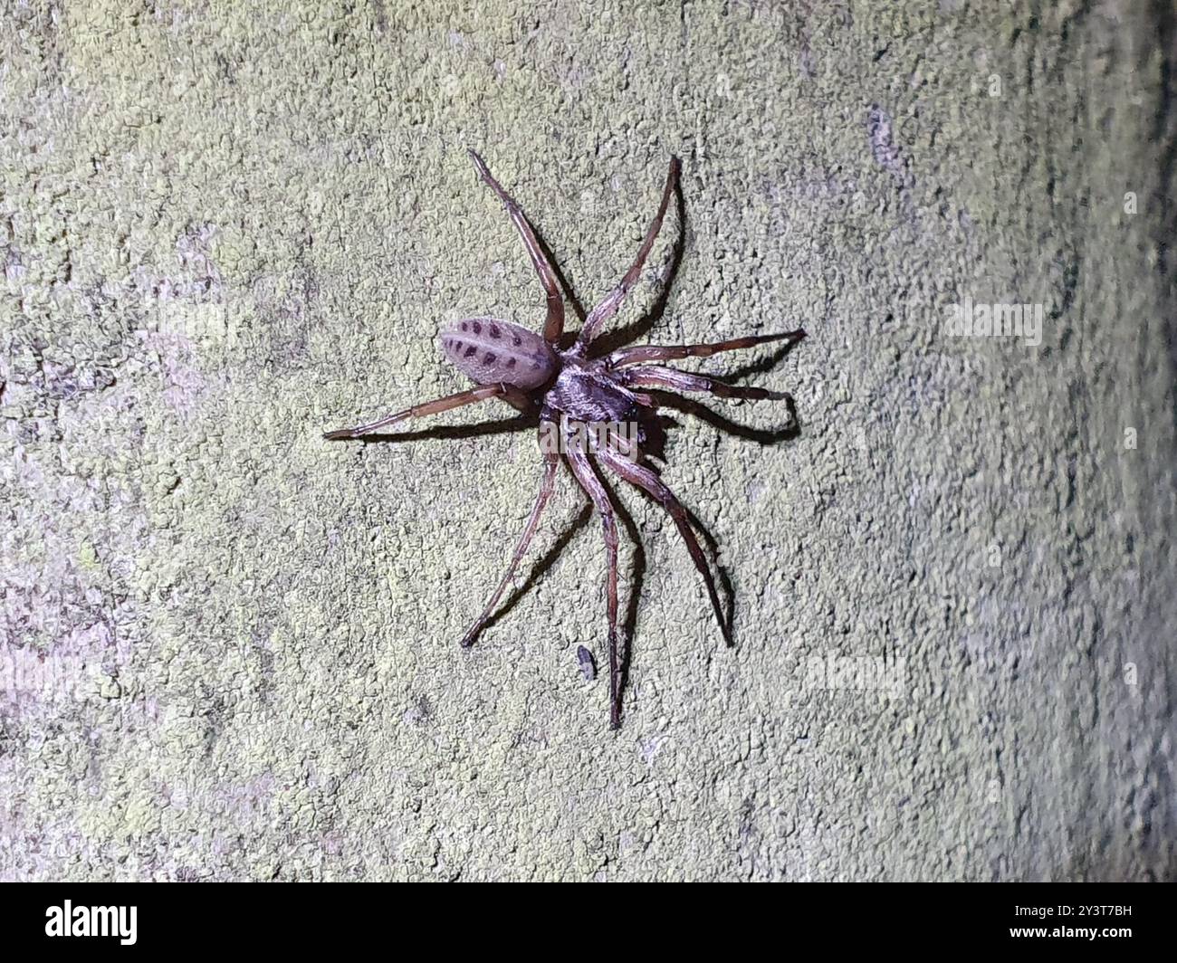 Tunnel Spiders (Segestriidae) Arachnida Stock Photo - Alamy