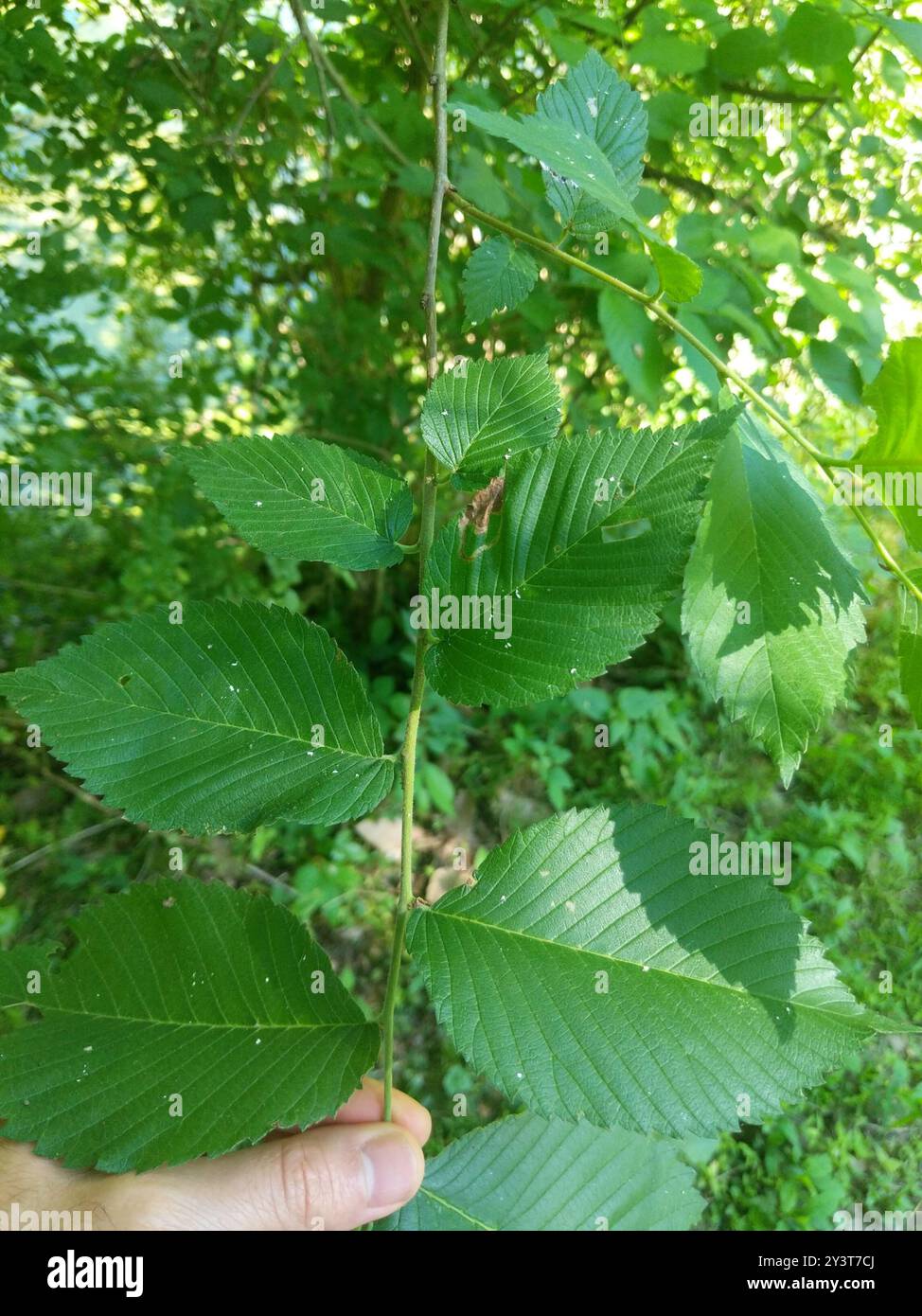 elms (Ulmus) Plantae Stock Photo - Alamy