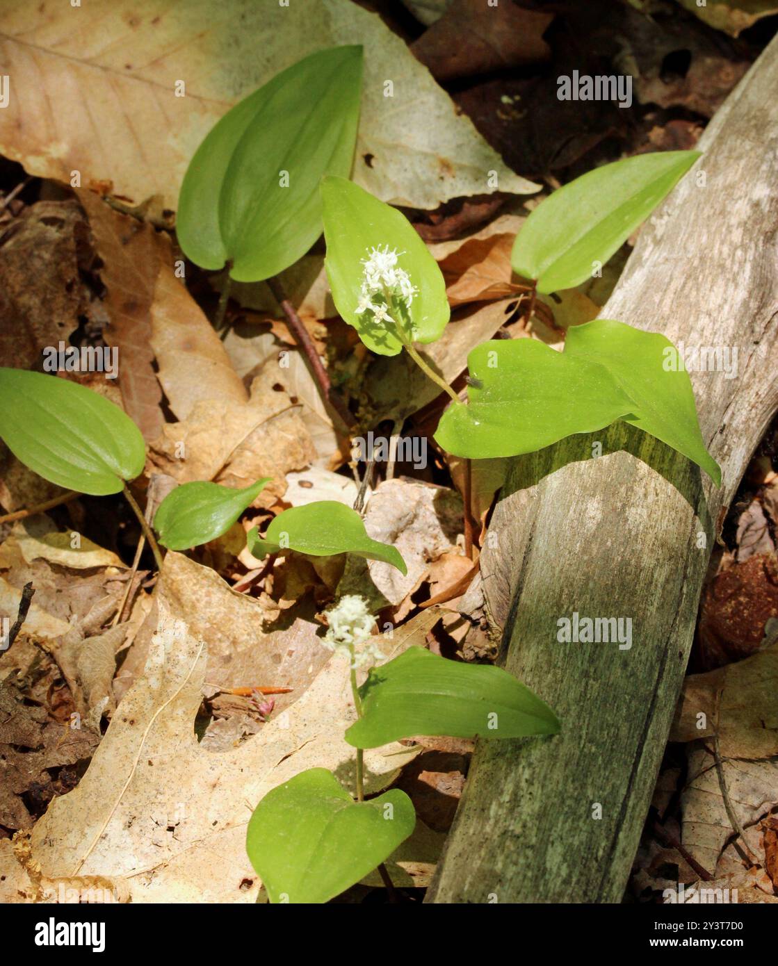 Canada mayflower (Maianthemum canadense) Plantae Stock Photo - Alamy